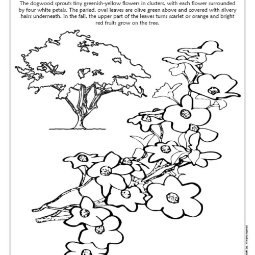 Missouri State Coloring Book 8.5 x 11 - Really Big Coloring Books®